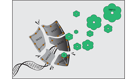 DNA shield reveals itself | Netherlands Cancer Institute