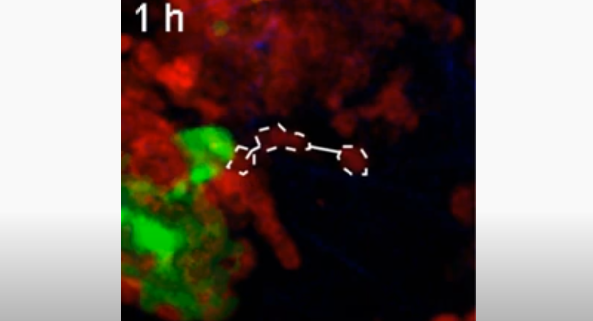 Jacco van Rheenen receives NWO Vici grant to film the beginning of ...